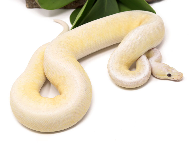 Banana Spinner Blast Cinnamon (Male) - Dynasty Reptiles