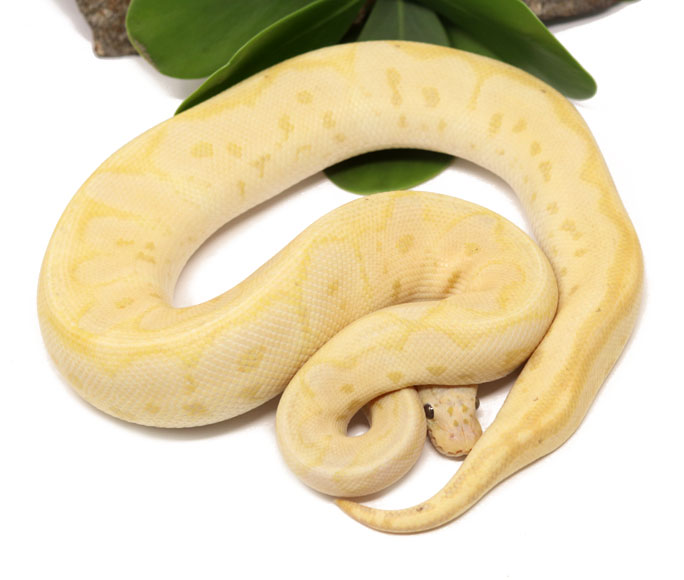 Banana Clown Pastel (Male) - Dynasty Reptiles
