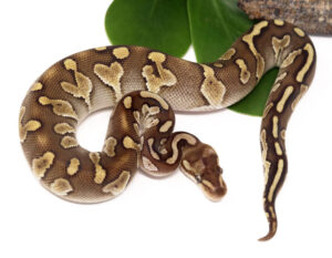 Raven Shatter Butter (Male) - Dynasty Reptiles