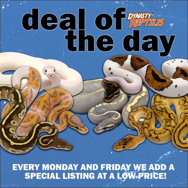 Ball Pythons and other Reptiles for sale - Dynasty Reptiles