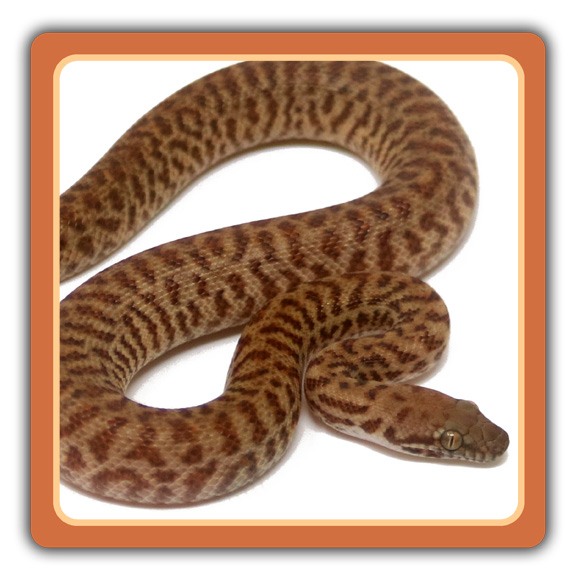 Other Pythons - Dynasty Reptiles