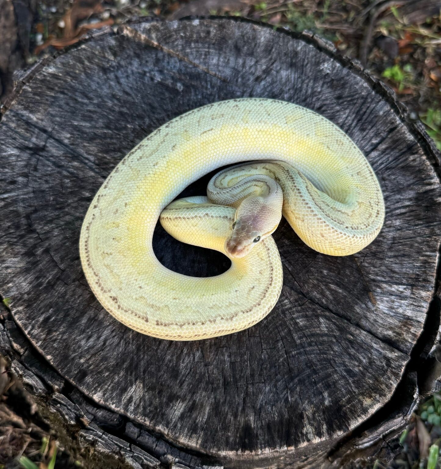 Ball Pythons and Other Reptiles For Sale - Dynasty Reptiles