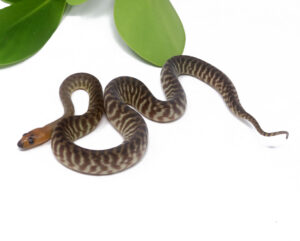 Ball Pythons and Other Reptiles For Sale - Dynasty Reptiles
