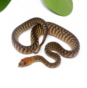 Ball Pythons and Other Reptiles For Sale - Dynasty Reptiles