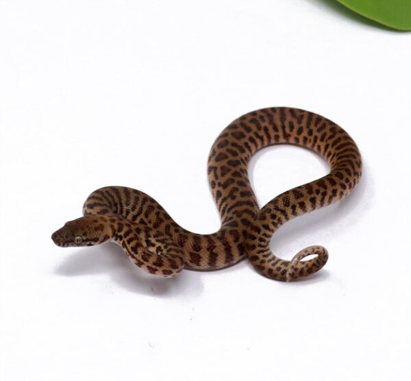 Ball Pythons and Other Reptiles For Sale - Dynasty Reptiles