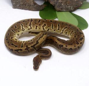 Leopard Pin YB (Female) - Dynasty Reptiles