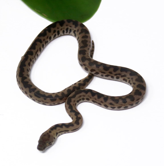 Cape York Spotted Python (Female) - Dynasty Reptiles
