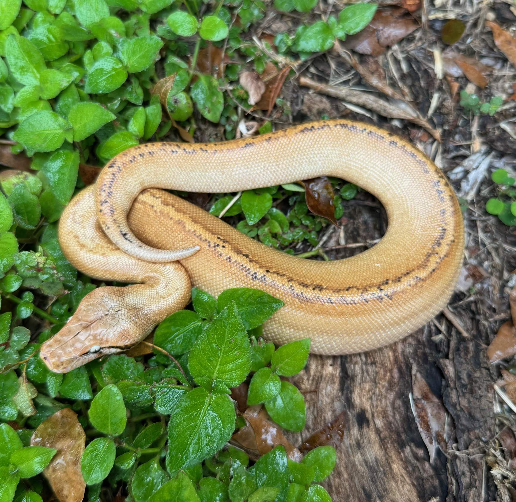 Ivory Blood (Male) - Dynasty Reptiles