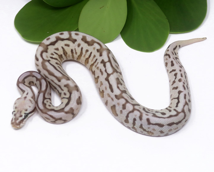 Leopard Queen Bee (Male) - Dynasty Reptiles