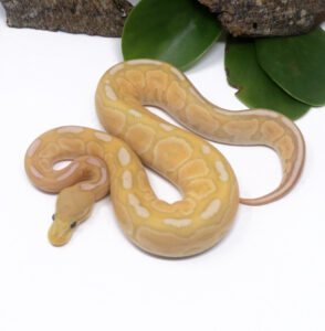 Banana Bongo Cinnamon Woma (Male) - Dynasty Reptiles