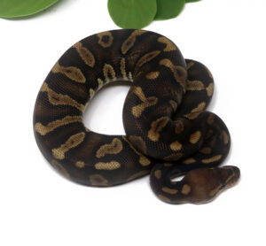 Super Raven (Female) - Dynasty Reptiles