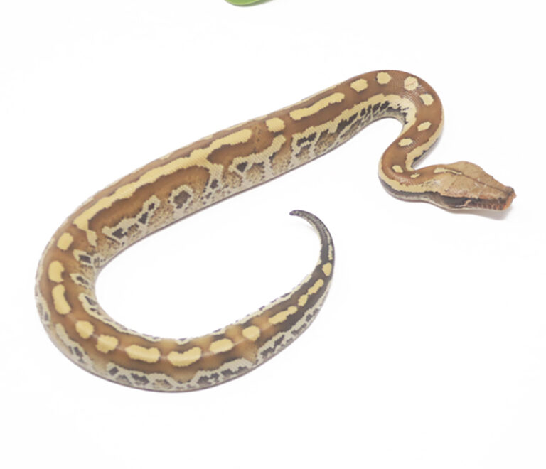 Matrix Blood (Male) - Dynasty Reptiles