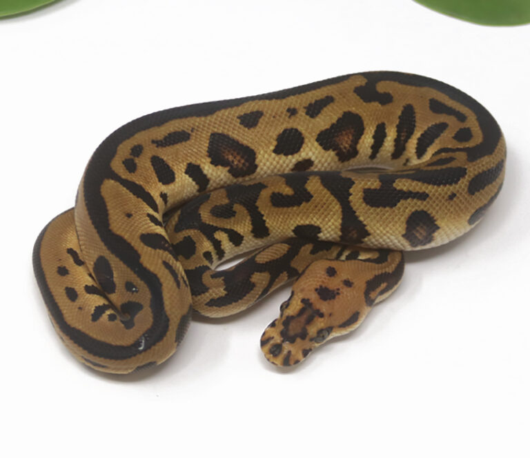 Batman (Male) - Dynasty Reptiles