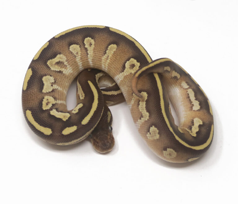 Blackhead Mojave Fire (Female) - Dynasty Reptiles